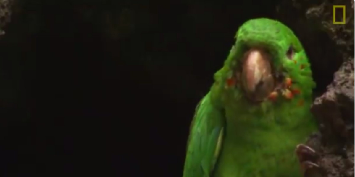 National Geographic impresionada con chocoyos del volcán Masaya