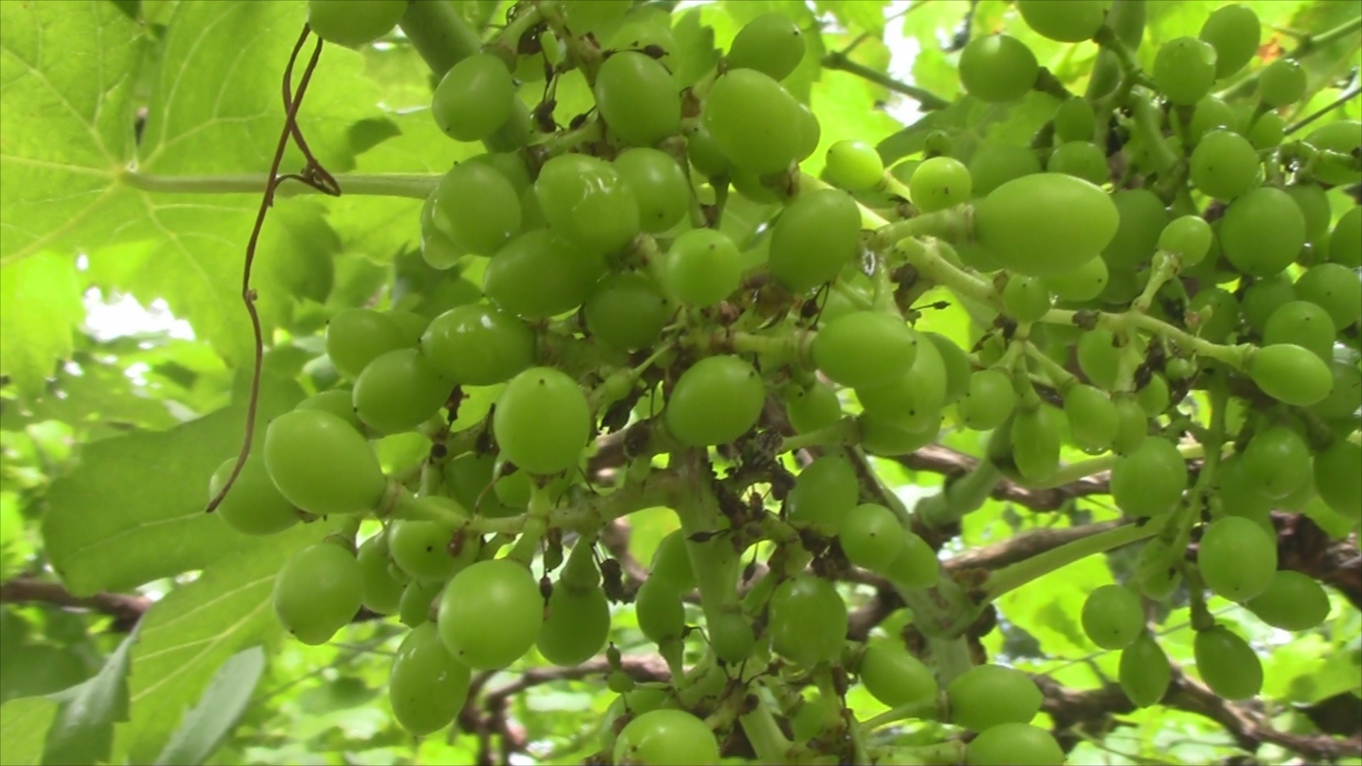 Campesinos cultivan uvas en Madriz - Nicaragua Investiga