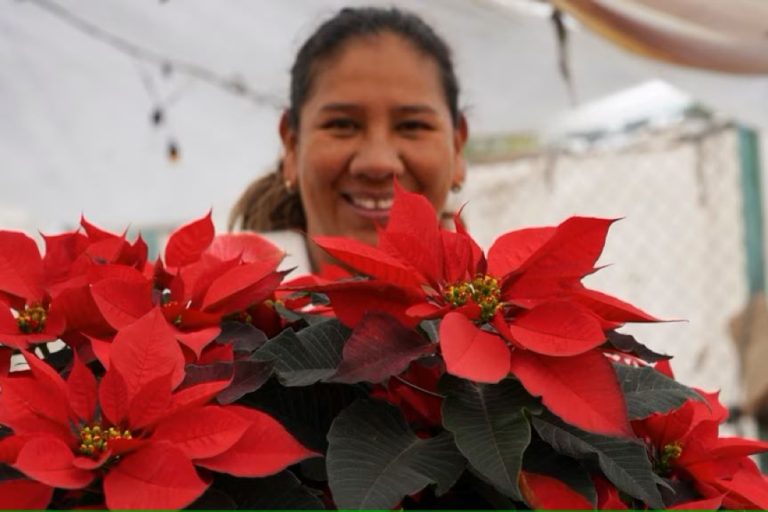 ¿Poinsettia? ¿Nochebuena? La flor que es un símbolo de la Navidad tiene ...