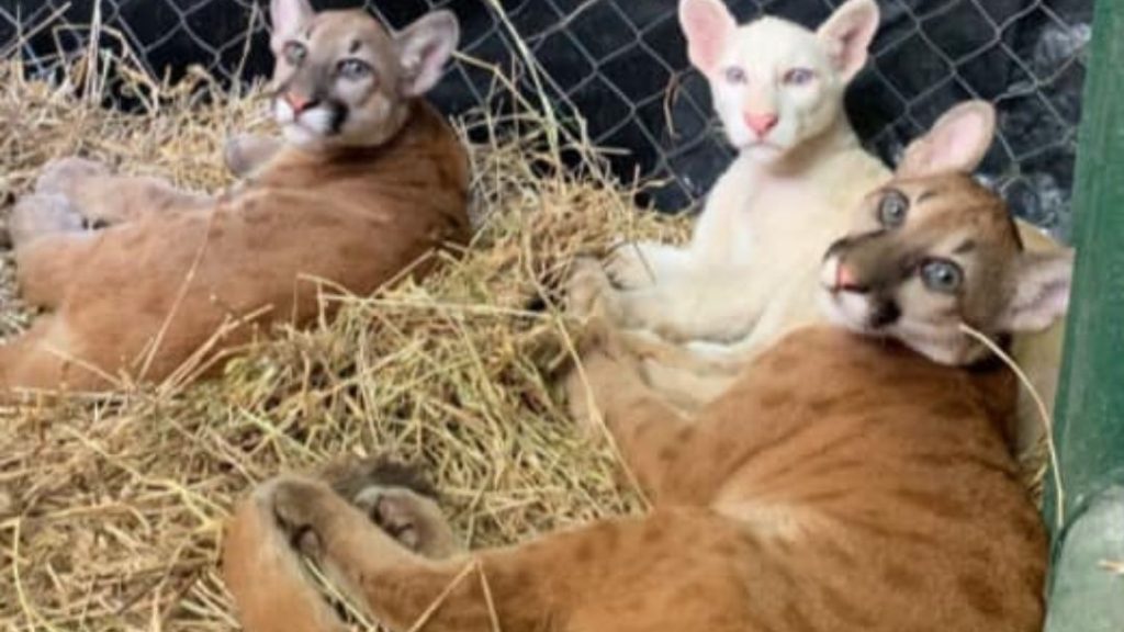 Revelan nuevas imágenes de la puma albina Itzae