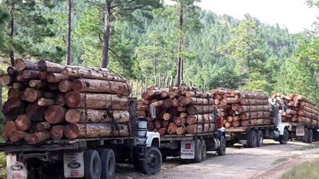 Ortega autoriza el corte y comercialización del pino, cedro real y ...