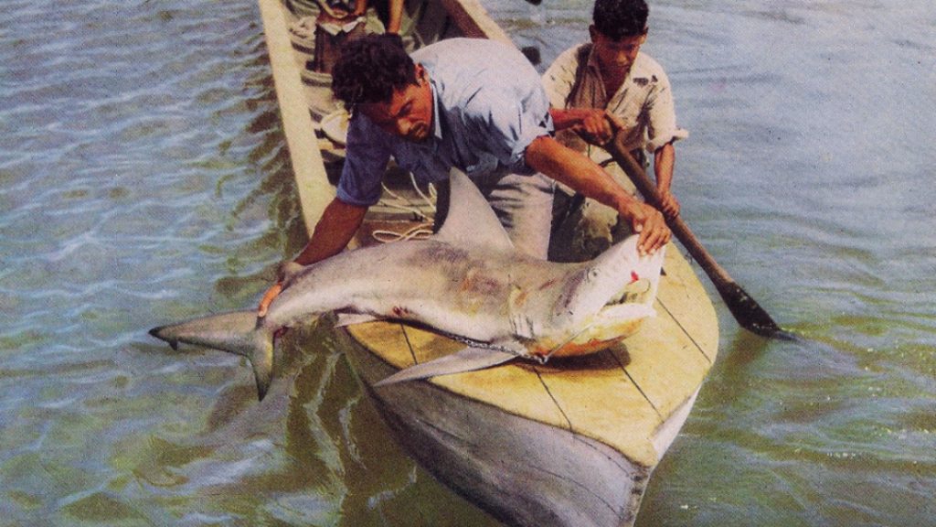 ¿Realmente aún hay tiburones en el lago Cocibolca? - Nicaragua Investiga