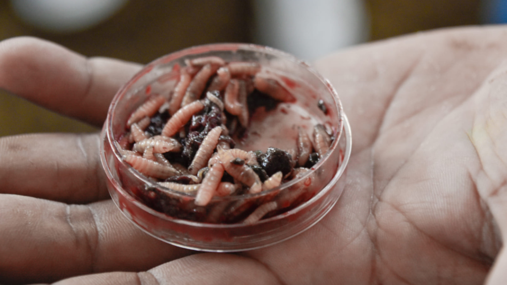 Detectan casos de gusano barrenador en tres humanos