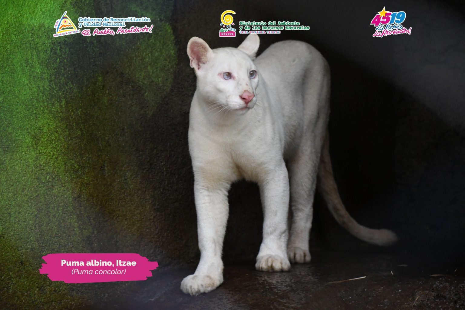 Revelan nuevas imágenes de la puma albina Itzae