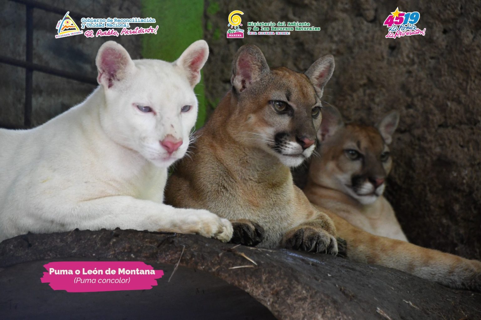 Revelan nuevas imágenes de la puma albina Itzae